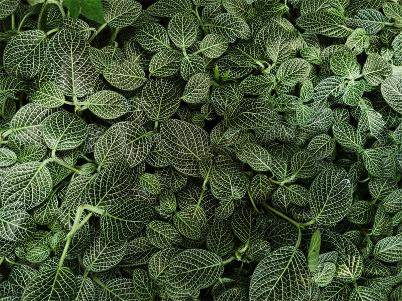 Living wall - Ein Wandgarten für Ihr Zuhause